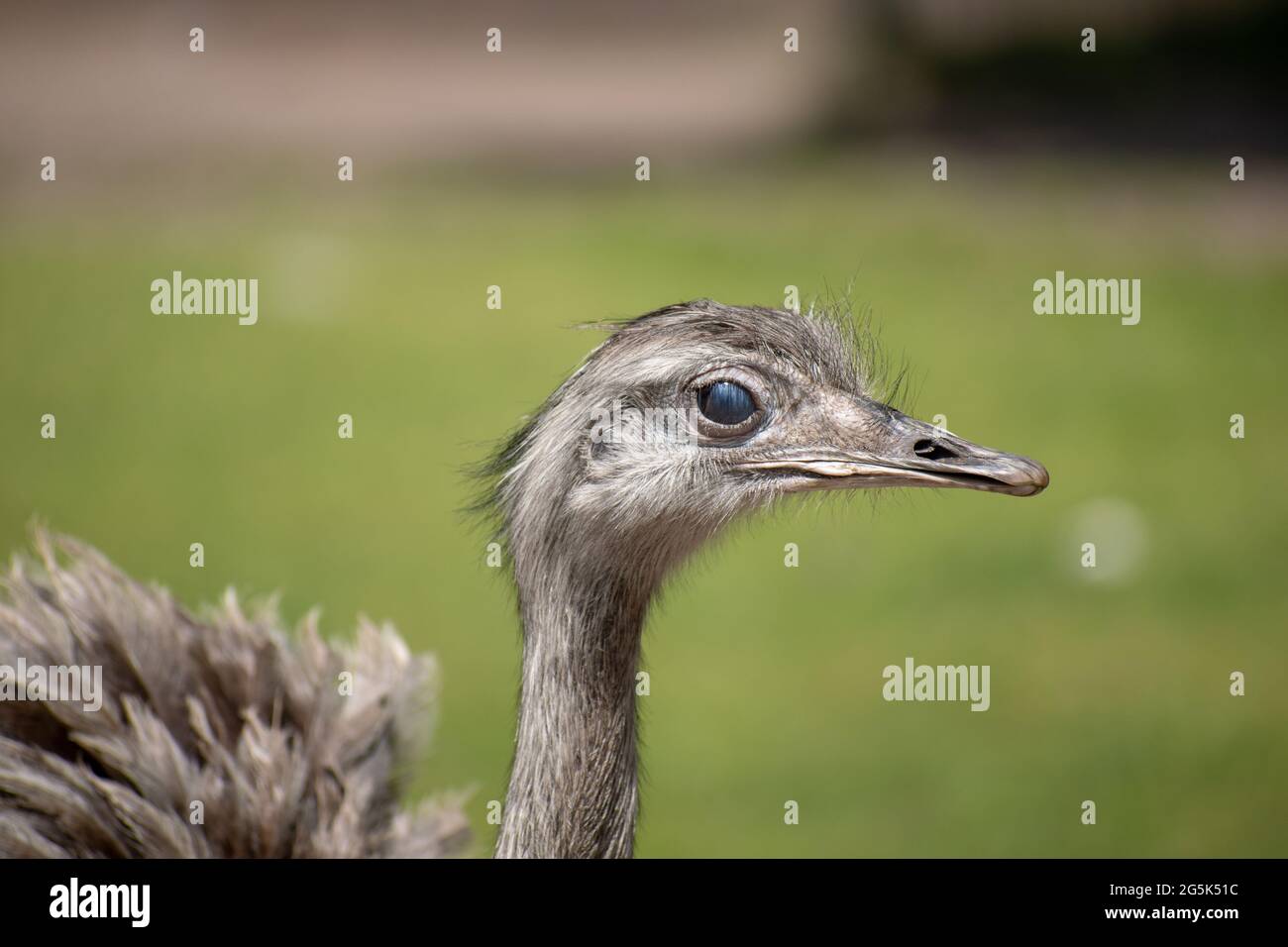 Greater rhea flightless bird hi-res stock photography and images - Alamy