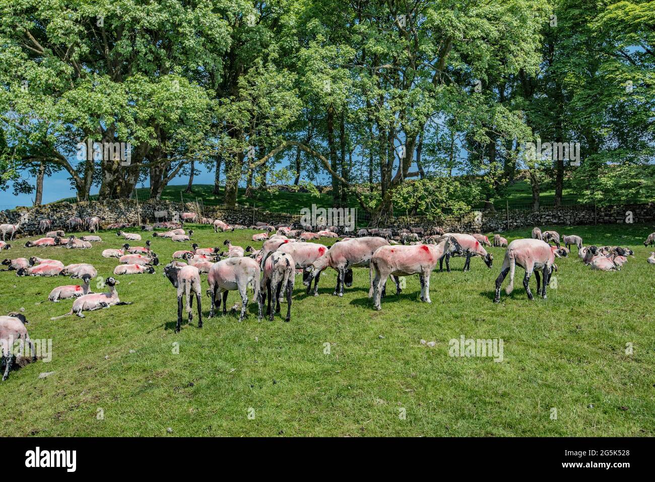 Freshly shorn Swaledale sheep Stock Photo - Alamy