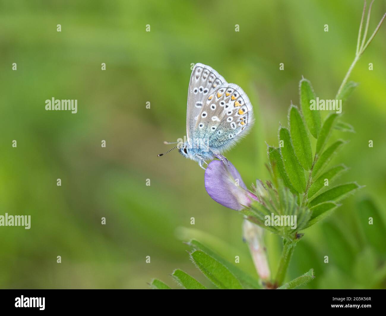 Close up blue vetch hi-res stock photography and images - Alamy