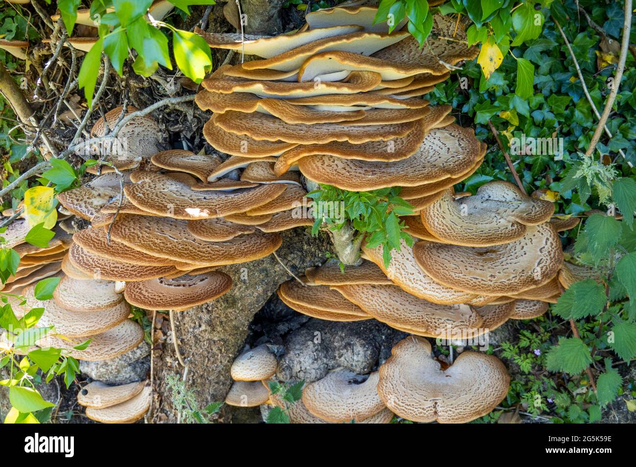 Funghi growing on trunk tree hi-res stock photography and images - Alamy