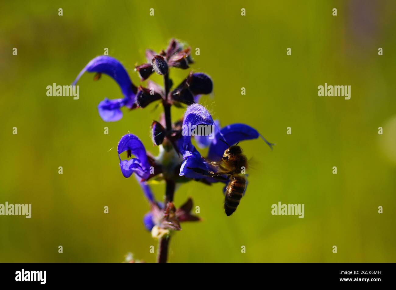 Bee leaving flower hi-res stock photography and images - Alamy