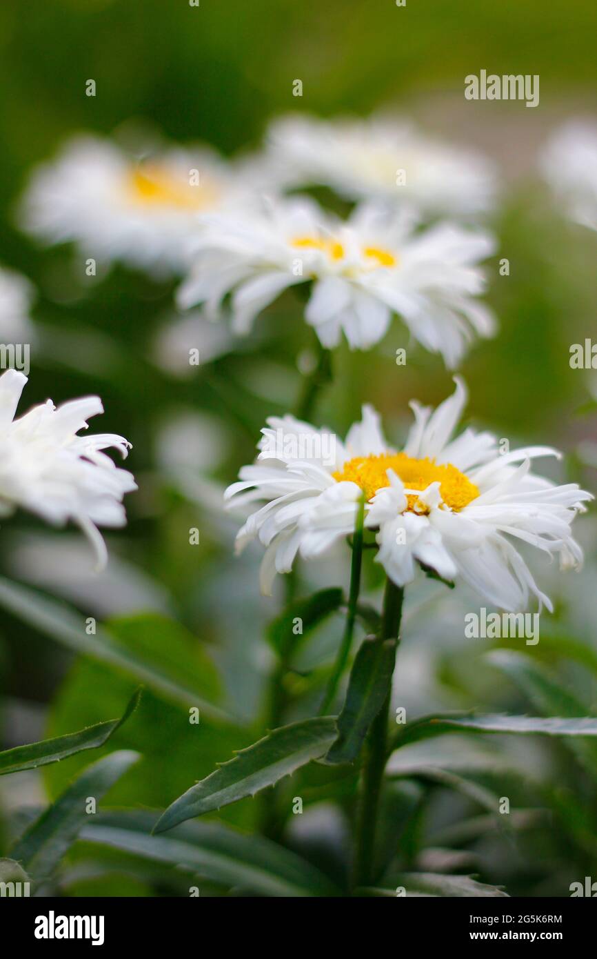 Views of Daisy Flowers in a Garden Stock Photo - Alamy