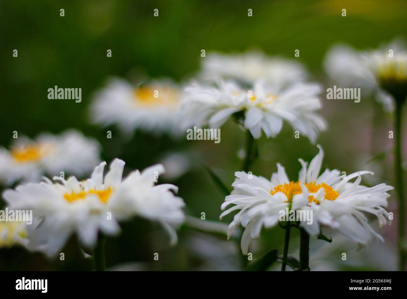 Views of Daisy Flowers in a Garden Stock Photo - Alamy