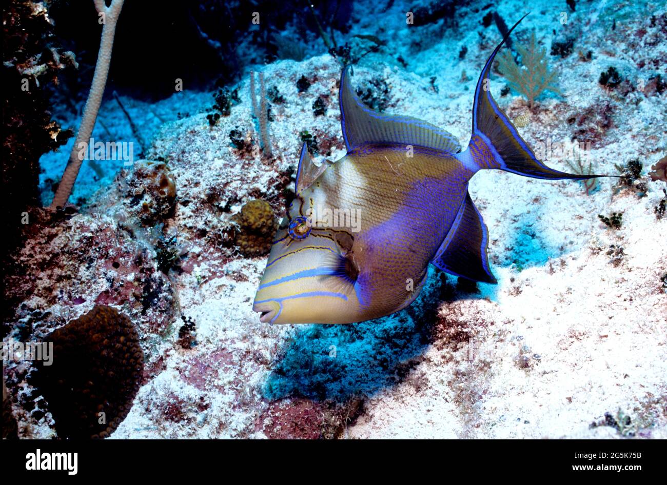 queen triggerfish (Balistes vetula) guarding nest, Provo, Turks and ...