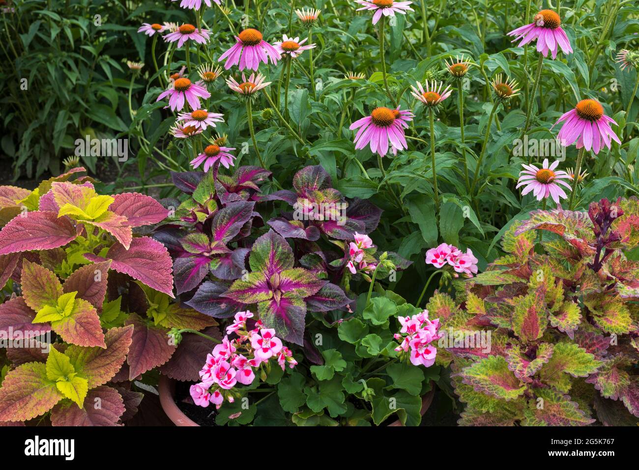 Variety of coleus hi-res stock photography and images - Alamy