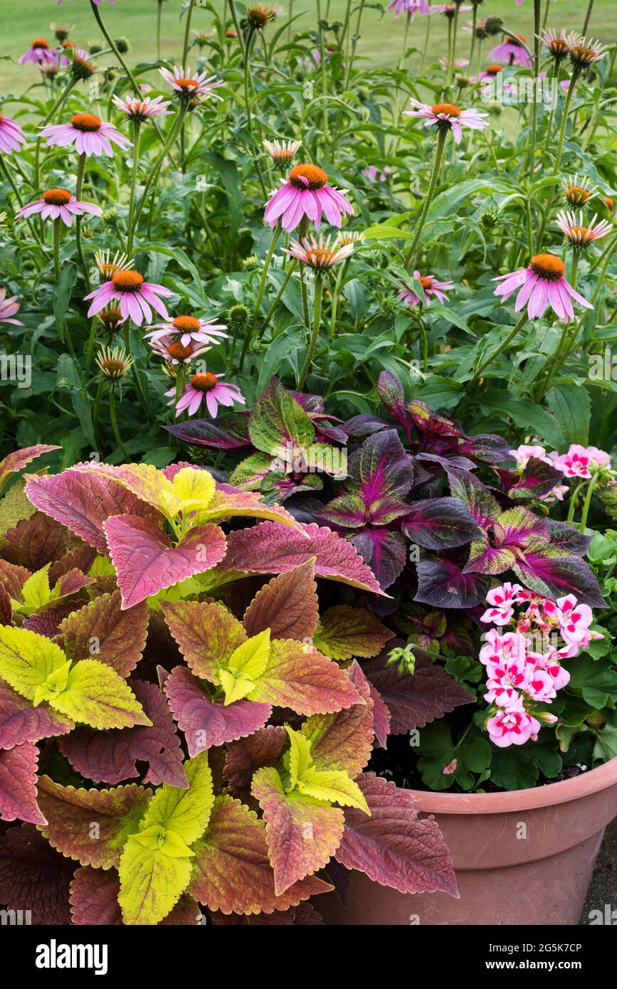 A colorful variety of coleus plants growing in a summer garden with a ...