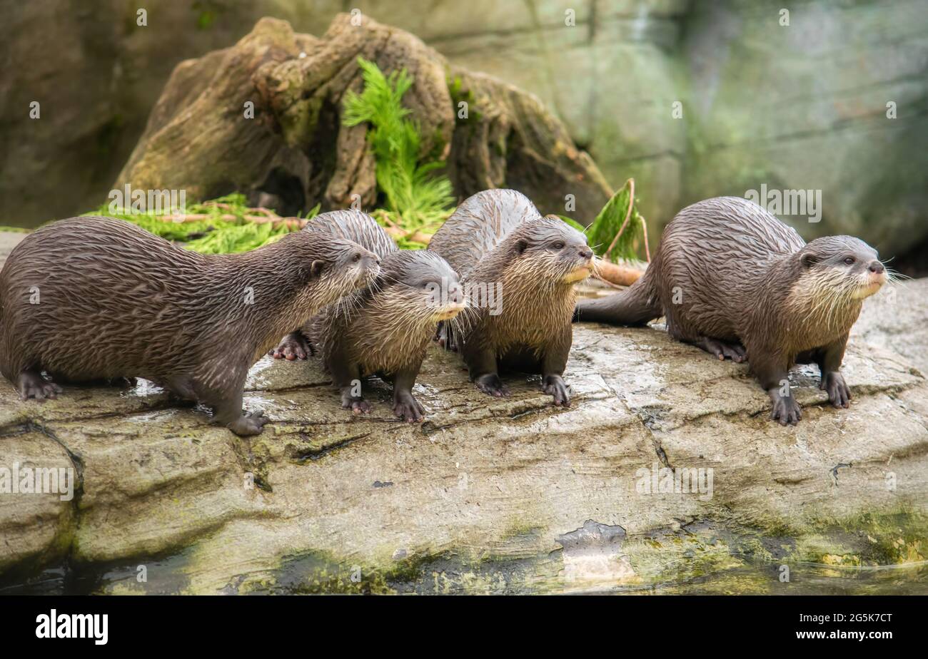 Cute Wetland Animals
