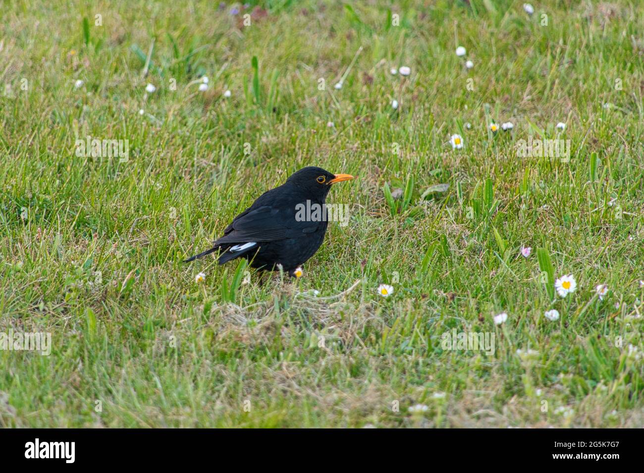 Leucistic blackbird hi-res stock photography and images - Alamy