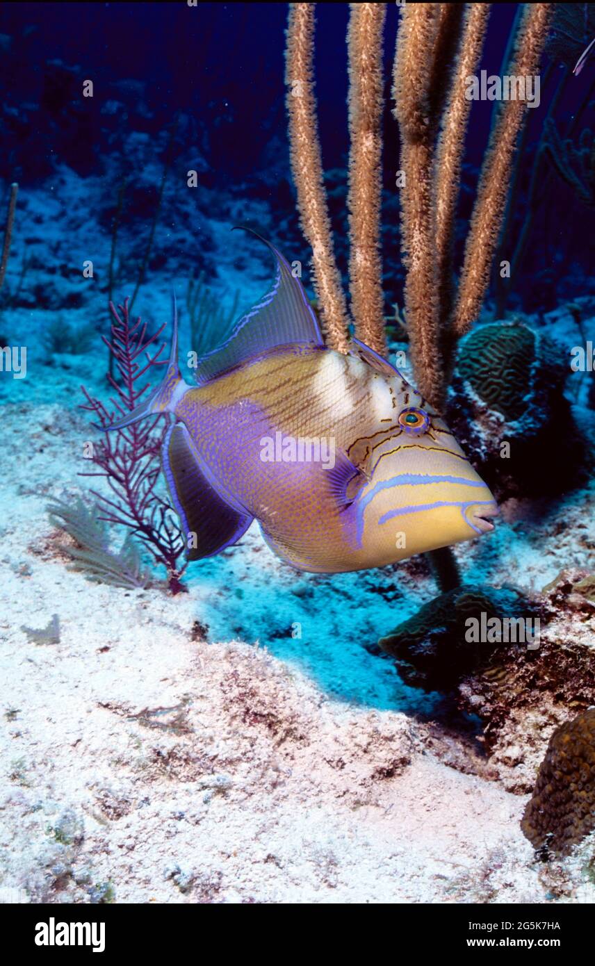 queen triggerfish (Balistes vetula) guarding nest, Provo, Turks and ...