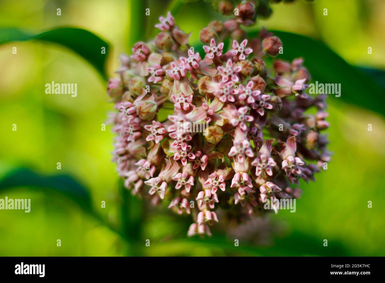 Vibrant milkweed plants hi-res stock photography and images - Alamy