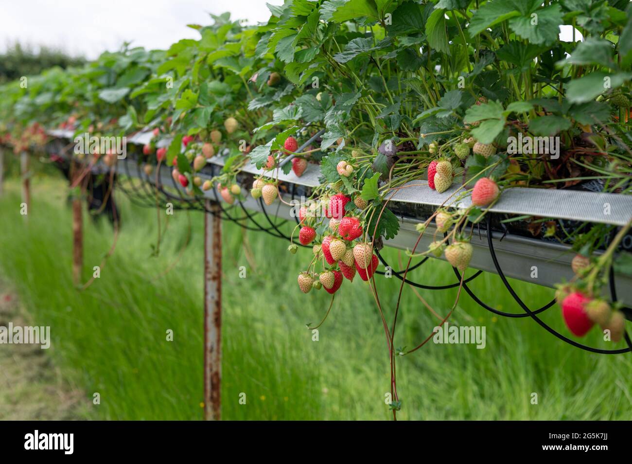 Strawberry picking in the farm Stock Photo - Alamy