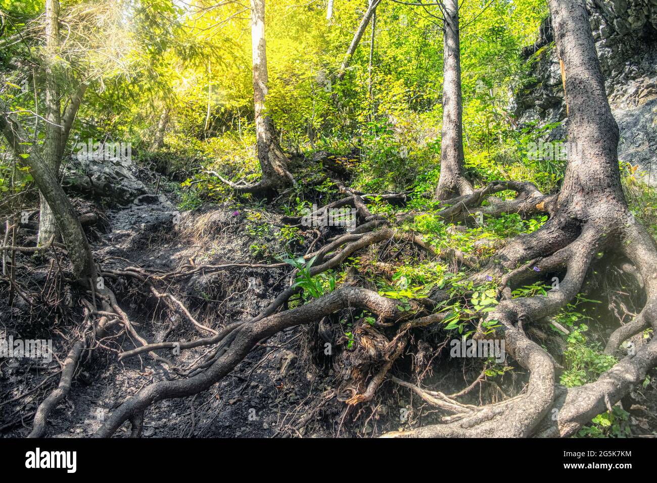 Visible roots hi-res stock photography and images - Alamy
