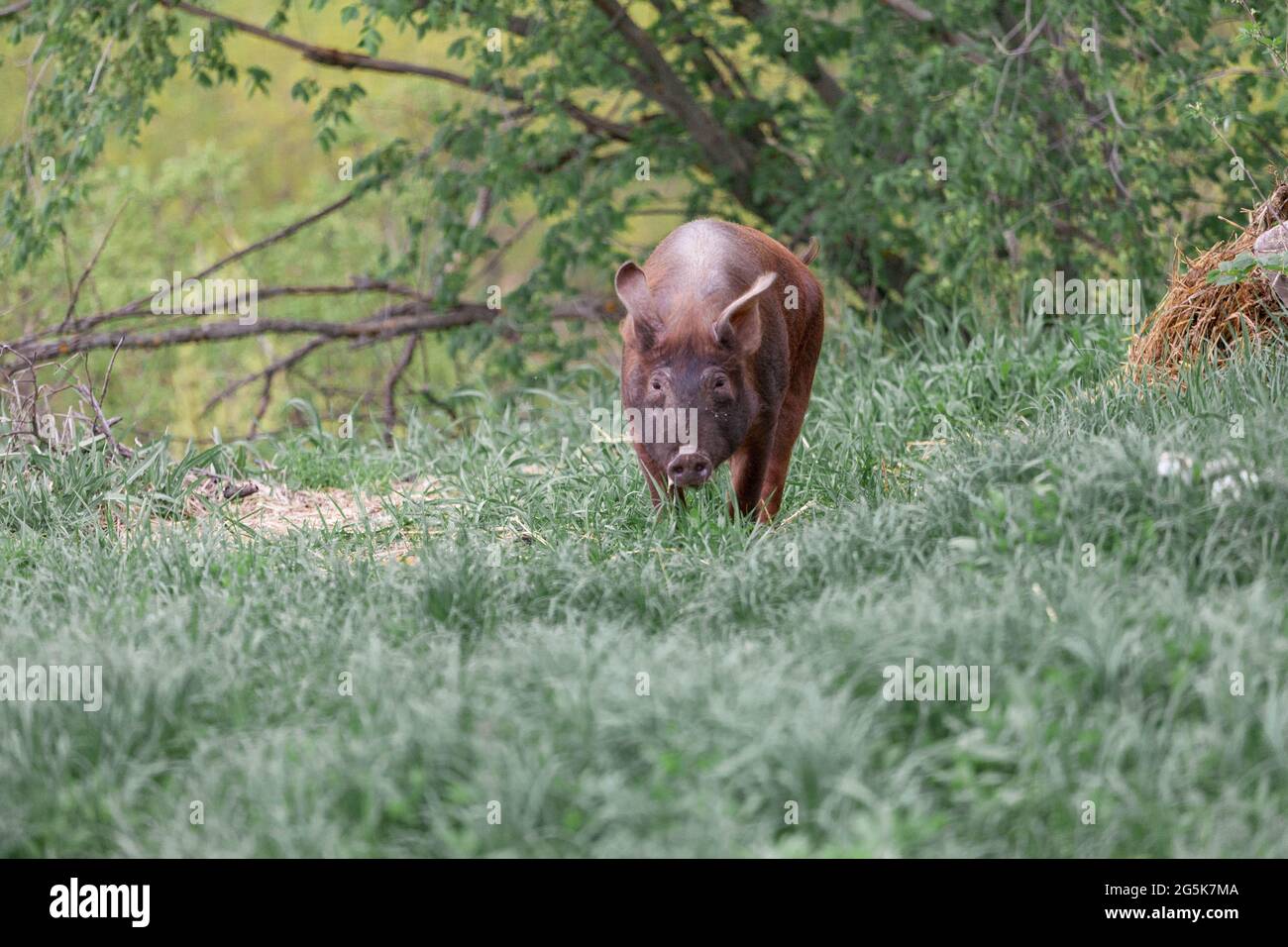 wild pig with dark brown hair and curled pig tail in the forest eating ...