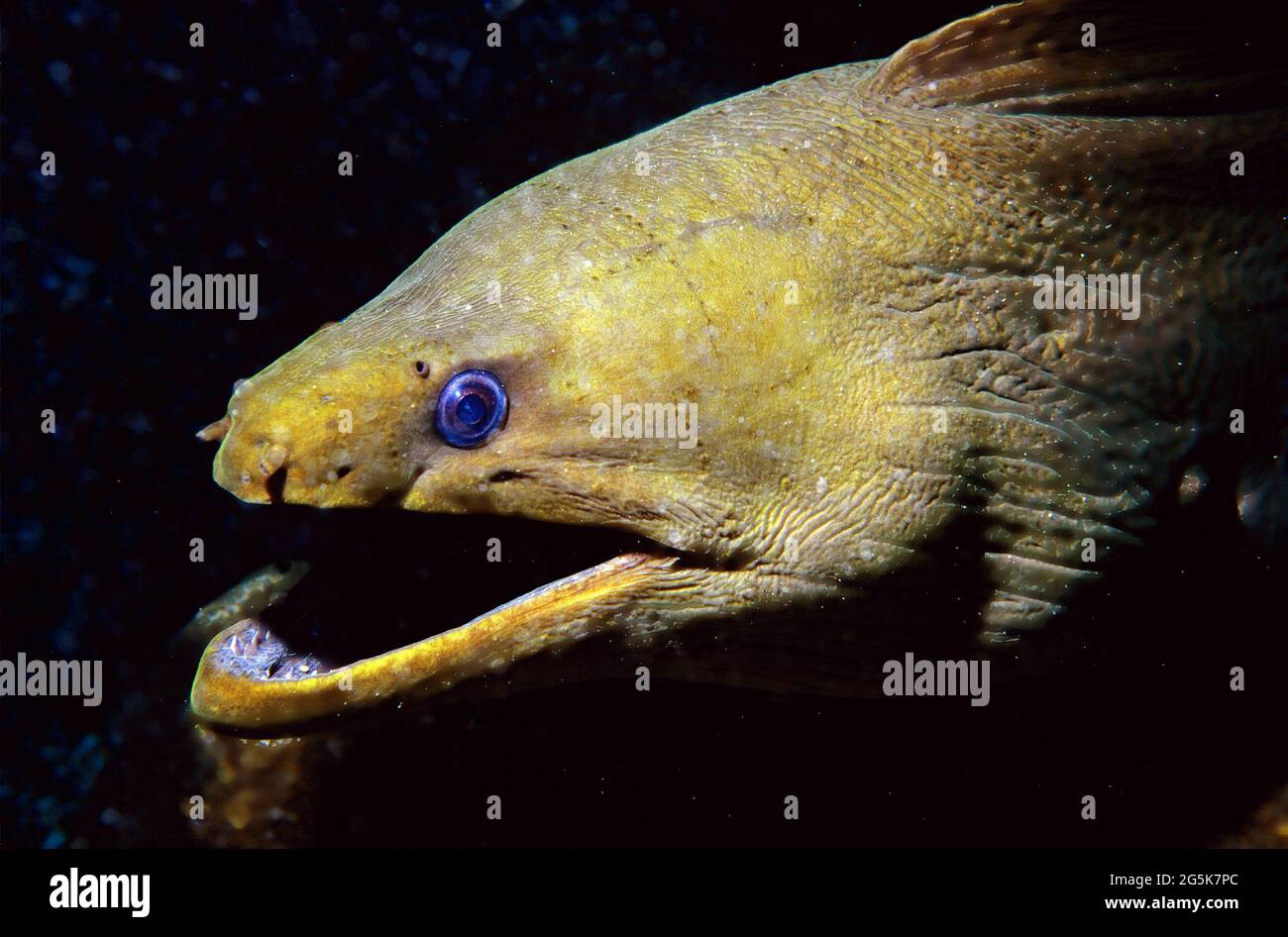 green moray eel (Gymnothorax funebris), Provo, Turks and Caicos Islands ...