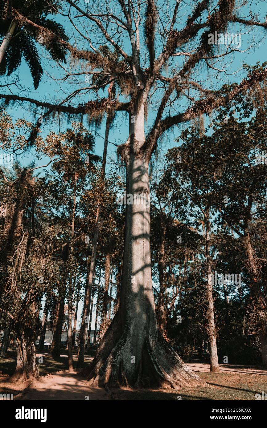 RIO DE JANEIRO, BRAZIL - Nov 07, 2020: Beautiful shot of an ancient ...