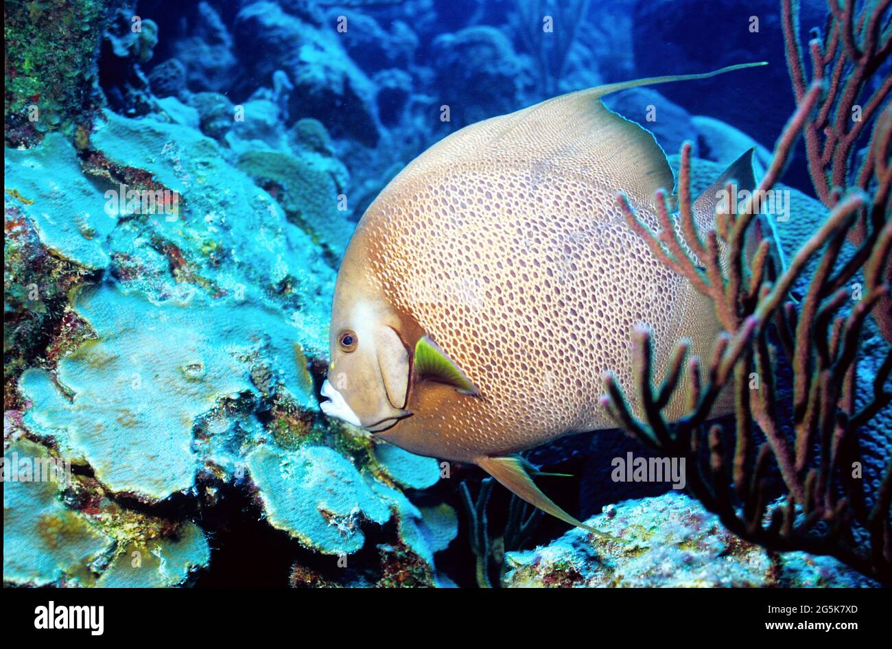 Pomacanthus species hi-res stock photography and images - Alamy