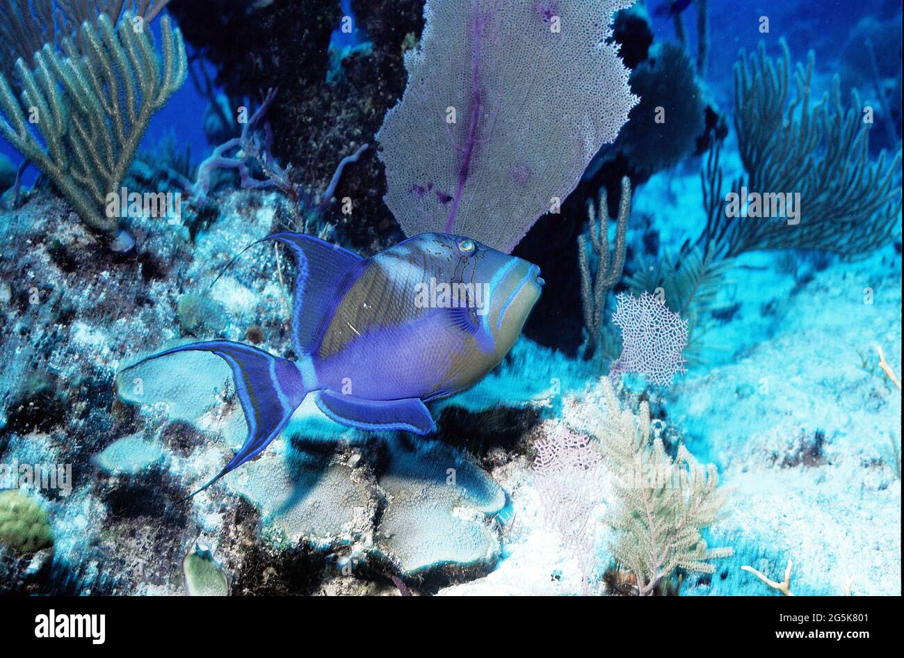 queen triggerfish (Balistes vetula) guarding nest, Provo, Turks and ...