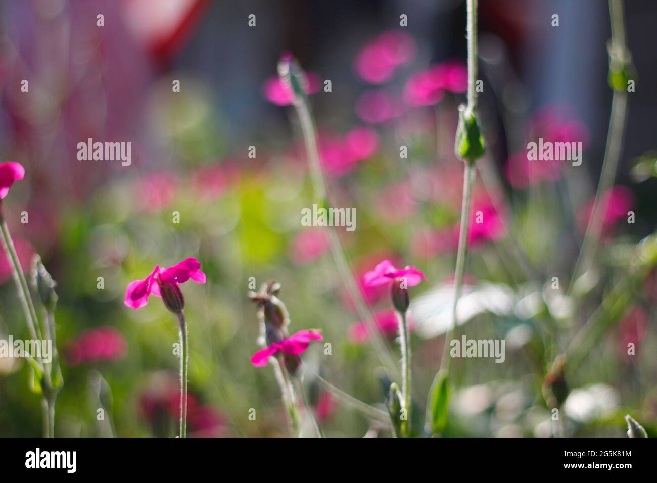 Numerous Rose Campion Flowers in a Garden Stock Photo - Alamy