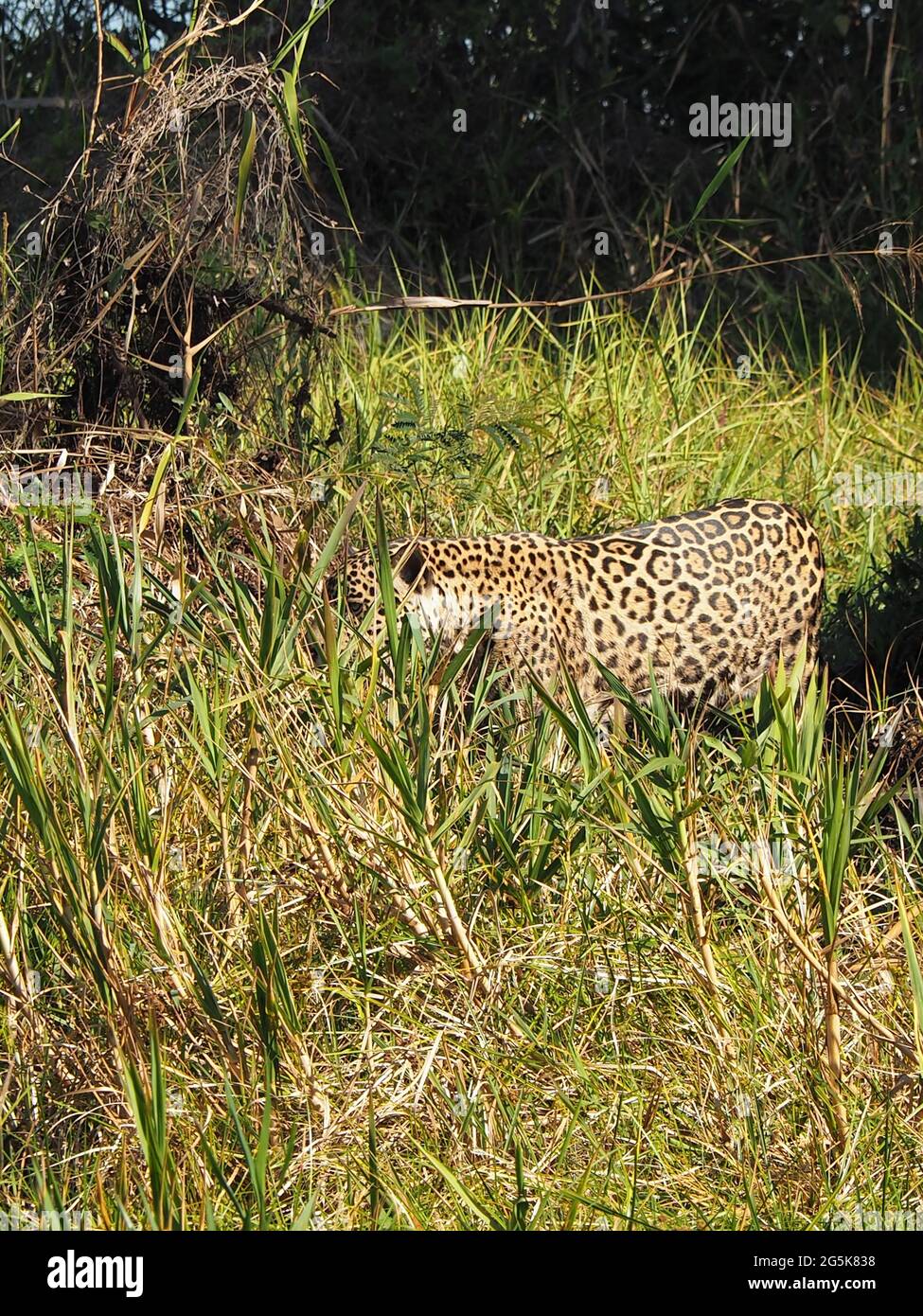 Leopard hiding behind green grasses Stock Photo - Alamy