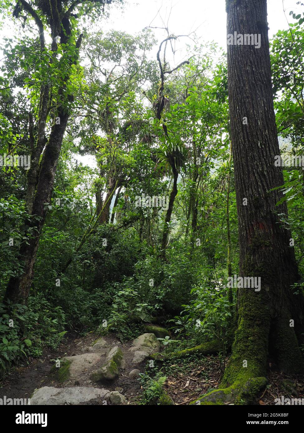 Forest with rich vegetation and tall trees Stock Photo - Alamy