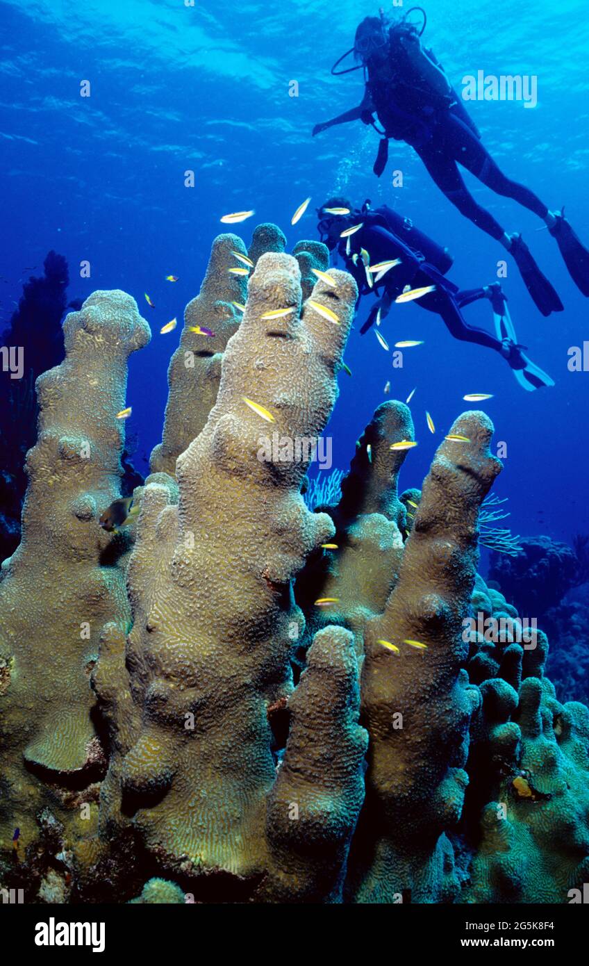 Pillar coral hi-res stock photography and images - Alamy