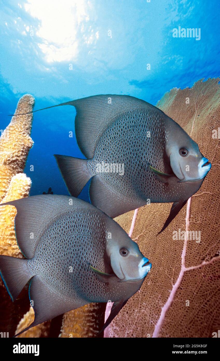 Pomacanthus species hi-res stock photography and images - Alamy