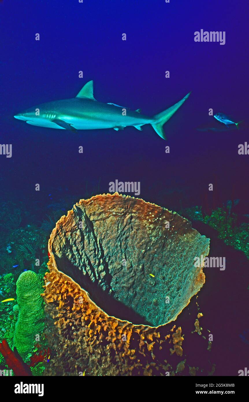 Caribbean reef shark (Carcharhinus perezi) and large barrel sponge ...
