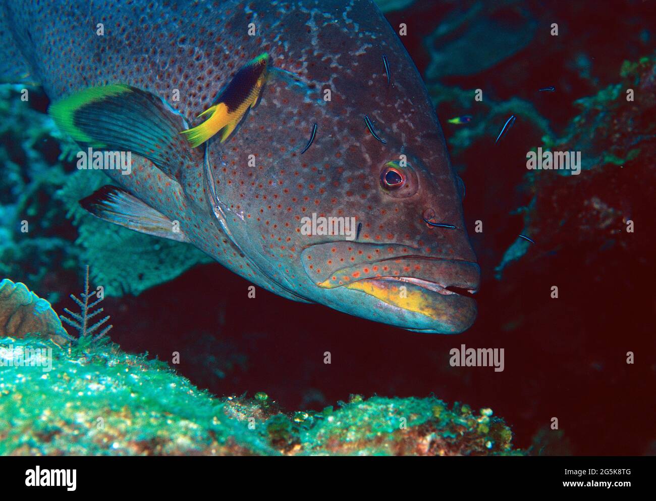 Yellowmouth grouper (Mycteroperca interstitialis) being groomed by ...