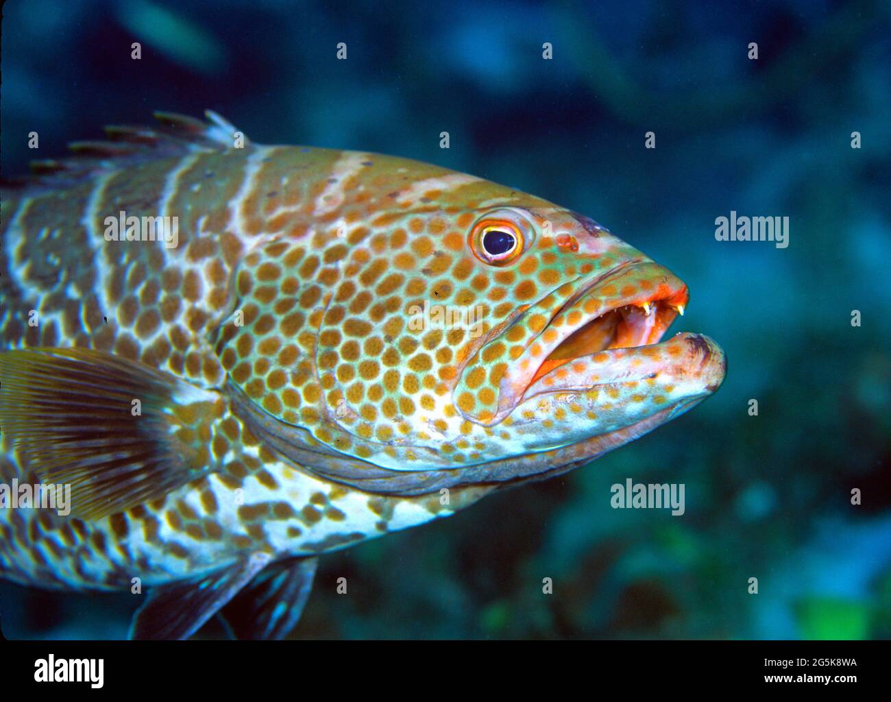 Tiger grouper (Mycteroperca tigris) Roatan, Honduras Stock Photo - Alamy