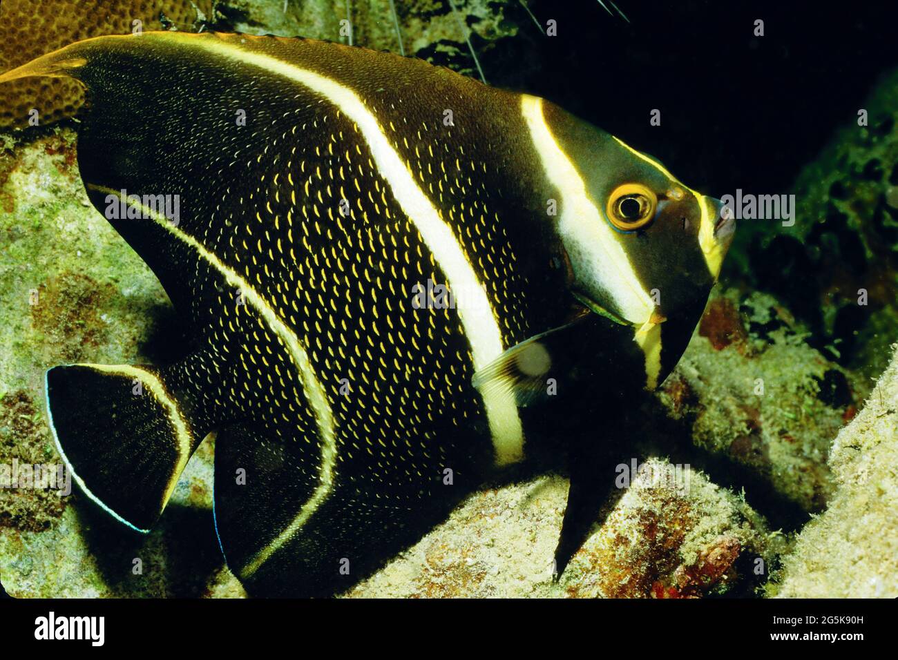 juvenile French angelfish (Pomacanthus pani), St.Croix, US Virgin ...