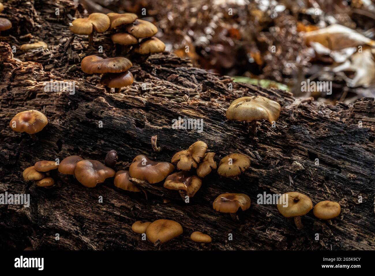 Mushrooms on a fallen rotten log in Banning State Park, Sandstone ...