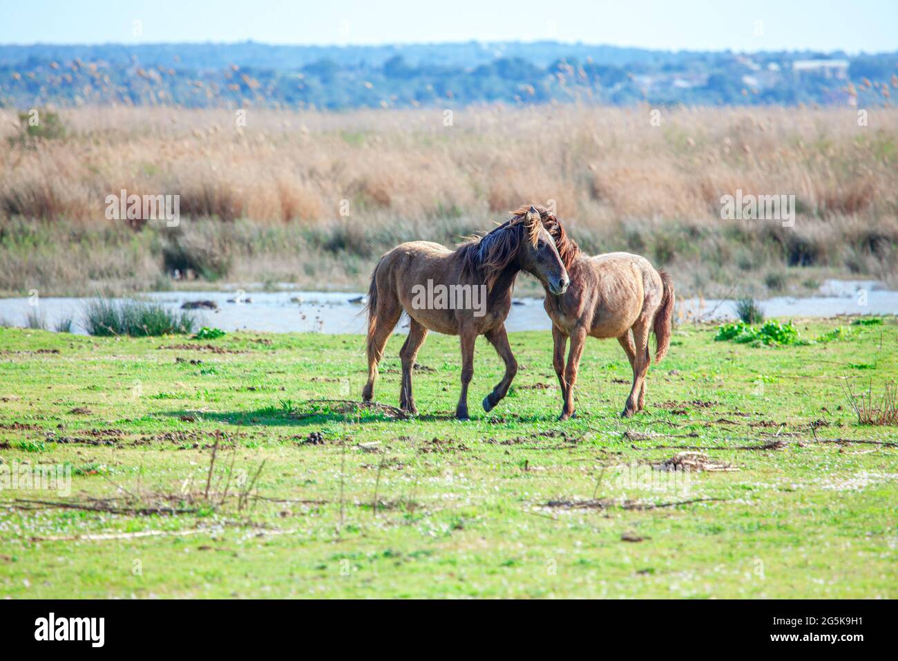 Wild horses in nature reserve . Young mustangs together on the meadow ...