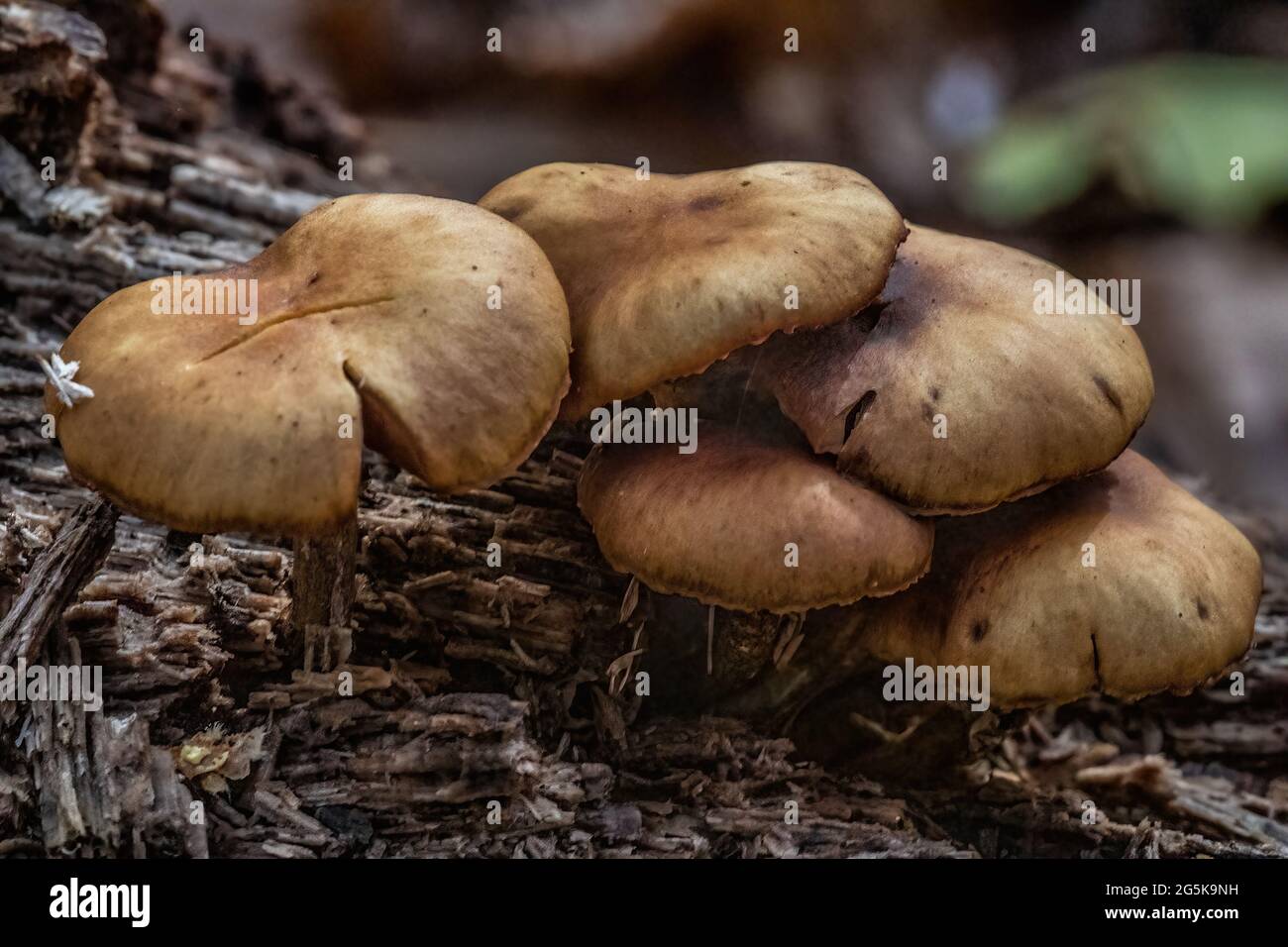 Rotting log with fungi hi-res stock photography and images - Alamy