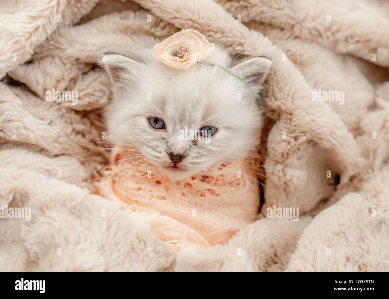 Ragdoll kitten photos newborn style Stock Photo - Alamy