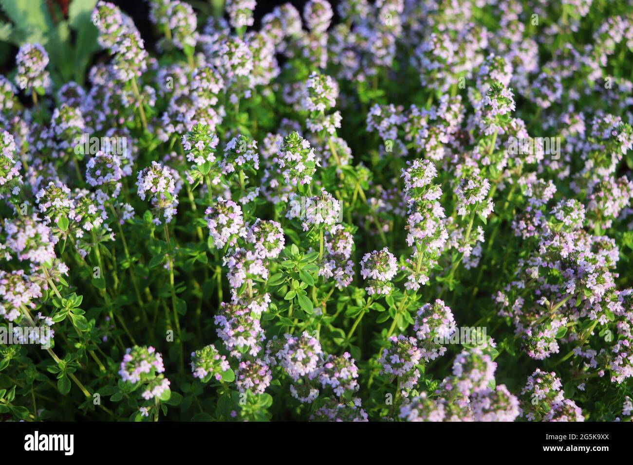 Closeup lemon thyme leaves from the herb garden. Thymus citriodorus or ...