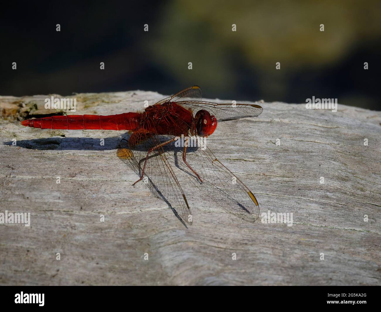 Red dragonfly on a dry tree Stock Photo - Alamy
