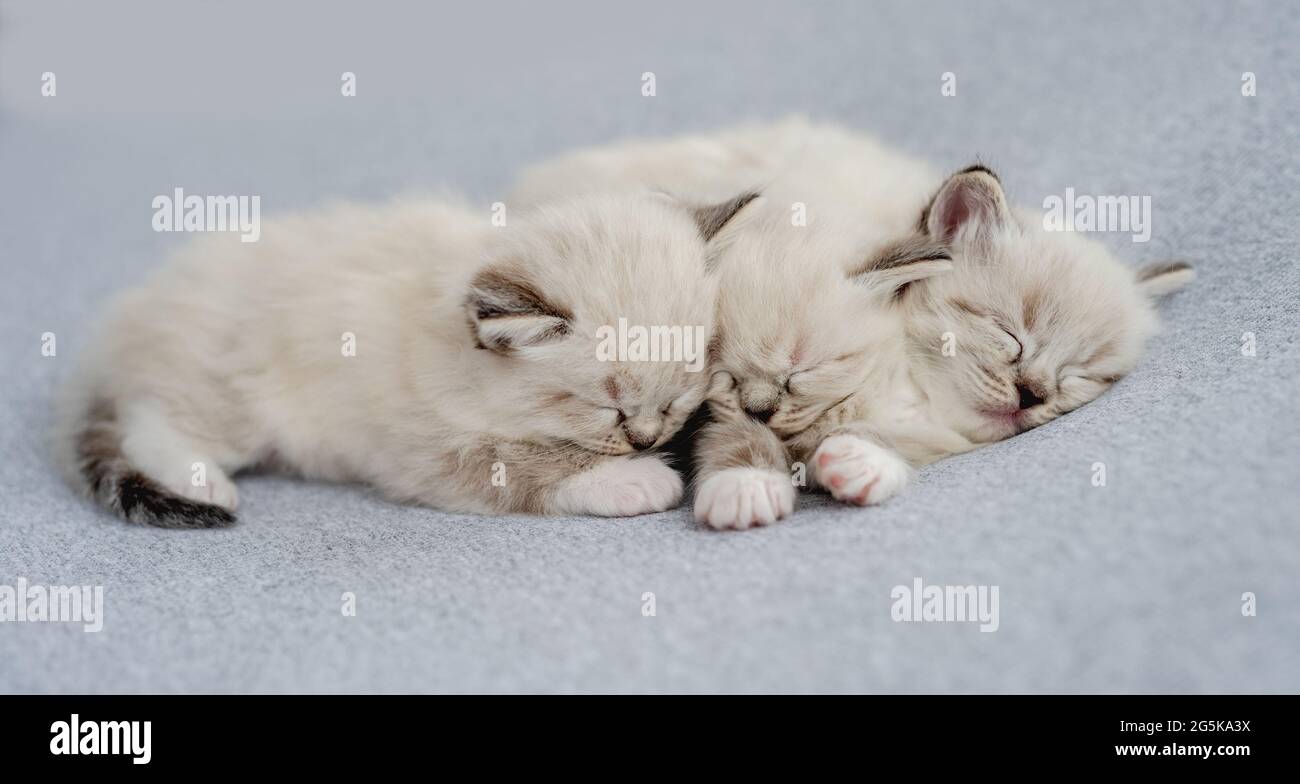 Ragdoll kittens photos newborn style Stock Photo - Alamy