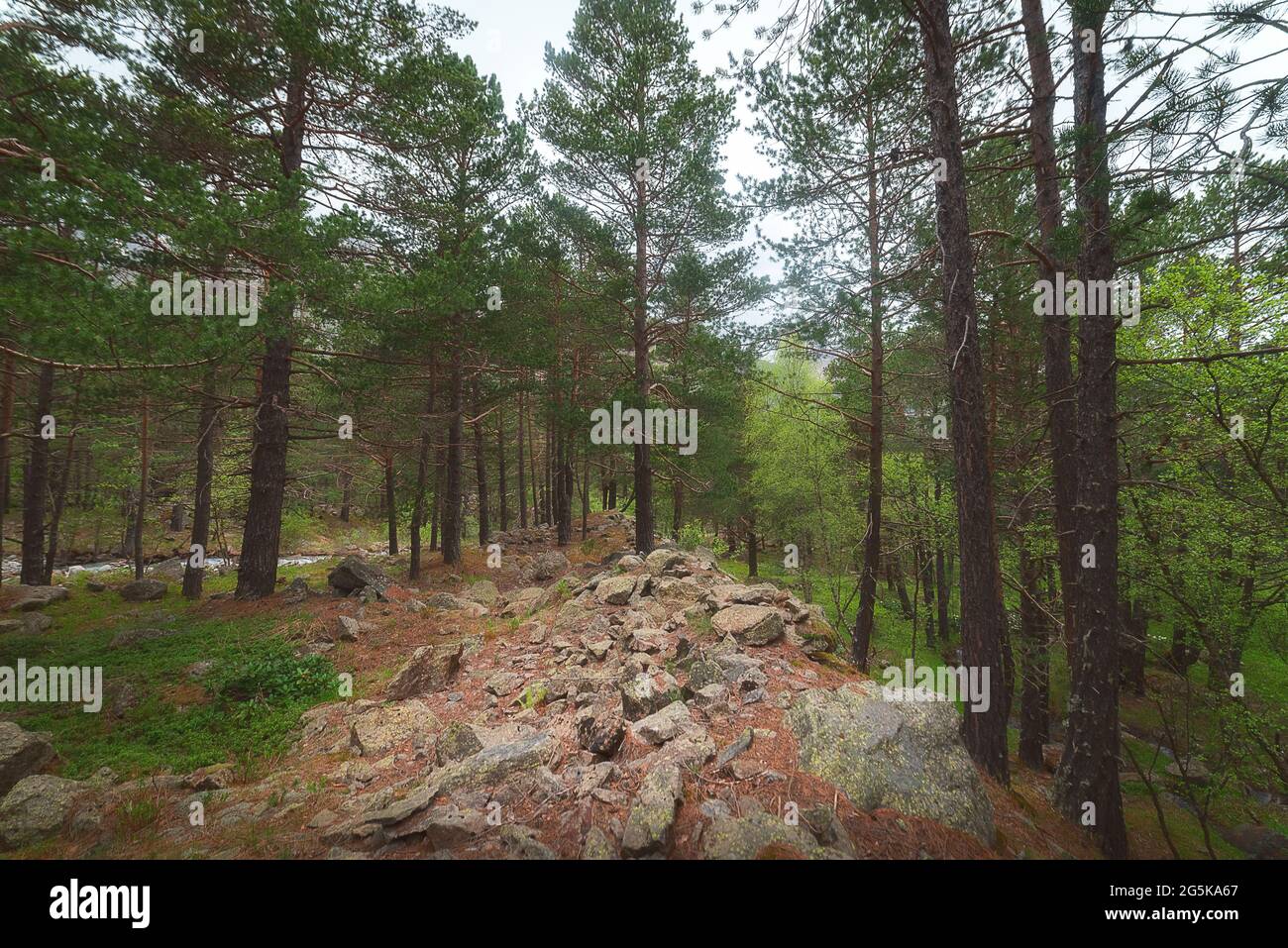 Mountain forest with deciduous and coniferous trees in the Caucasus ...