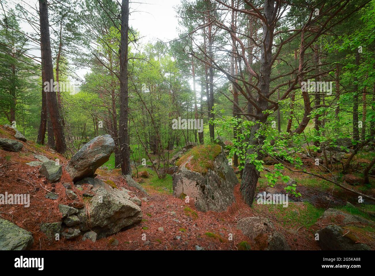 Mountain forest with deciduous and coniferous trees in the Caucasus ...