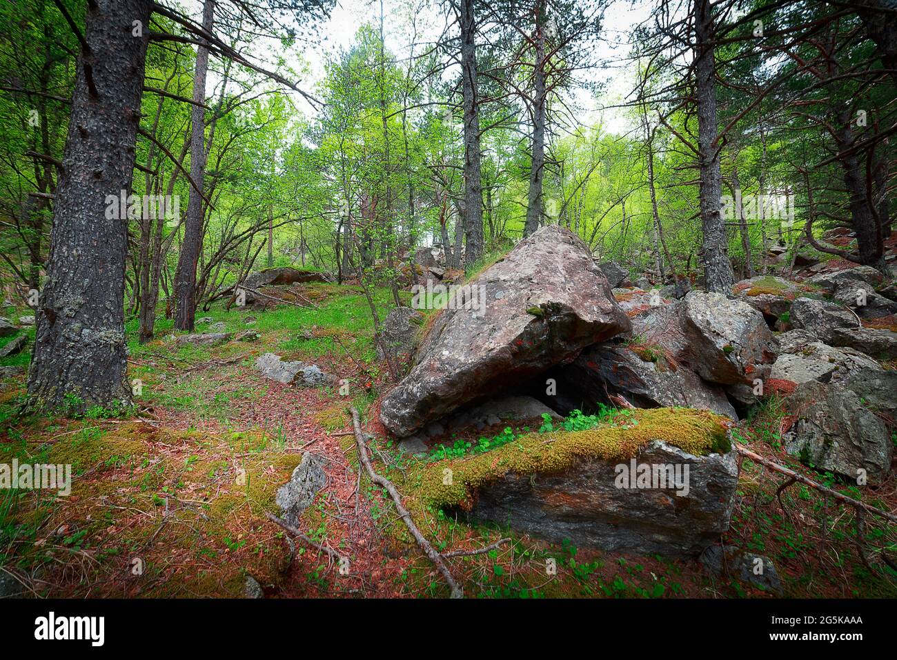 Mountain forest with deciduous and coniferous trees in the Caucasus ...