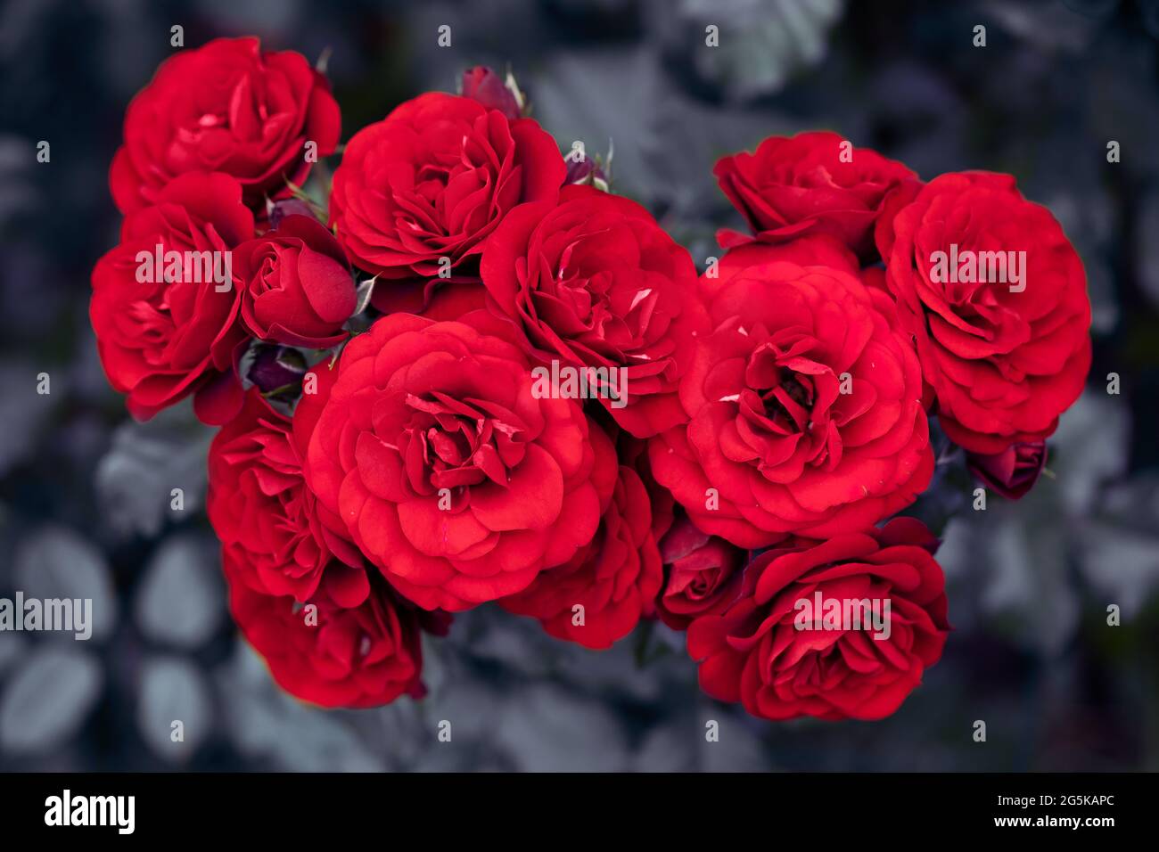 Bright red rose and young flowers. Top view, selective focus Stock ...
