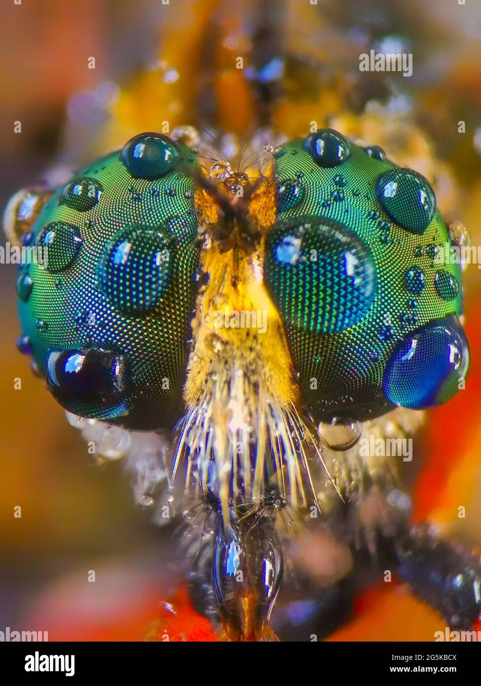 Faceted eyes hi-res stock photography and images - Alamy