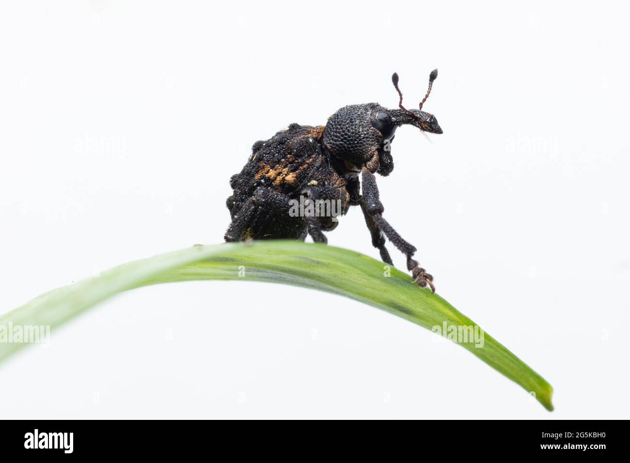 Mango Seed Weevil sitting on a green leaf stock photo in white ...