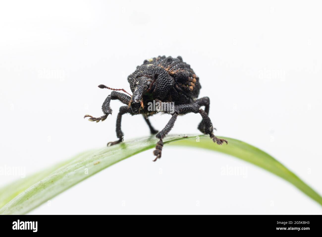 beautiful Mango Seed Weevil stock photo Stock Photo - Alamy