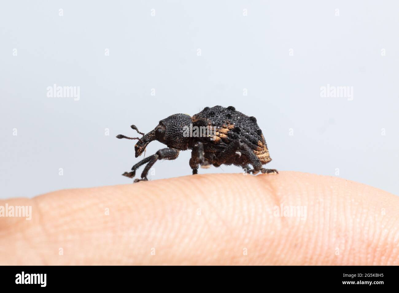 Spider weevil hi-res stock photography and images - Alamy