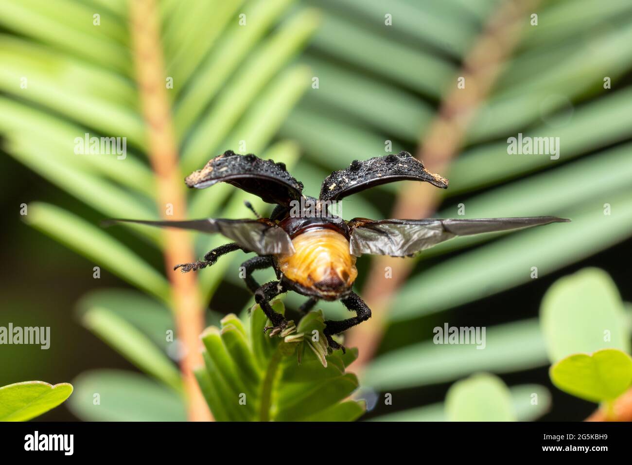 Mango Seed Weevil ready to fly stock photo Stock Photo - Alamy