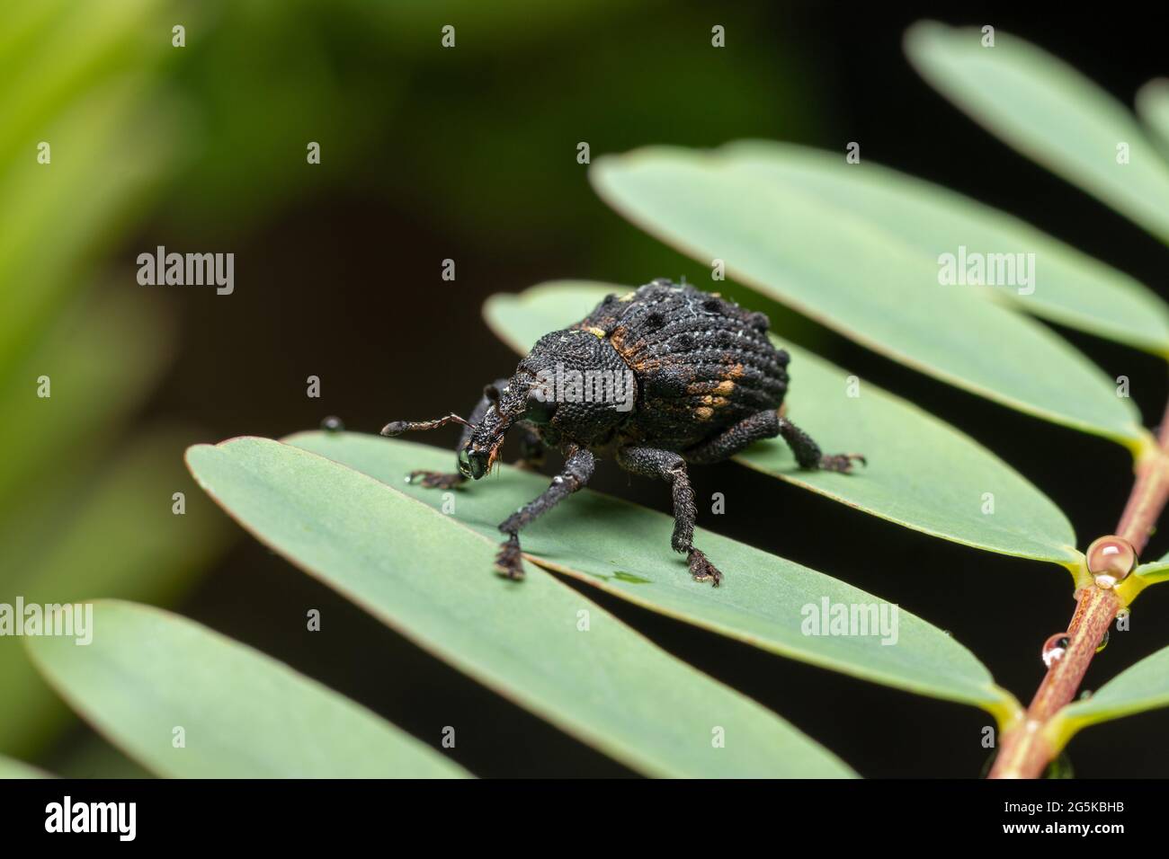 Mango Seed Weevil walking on leafs Stock Photo - Alamy
