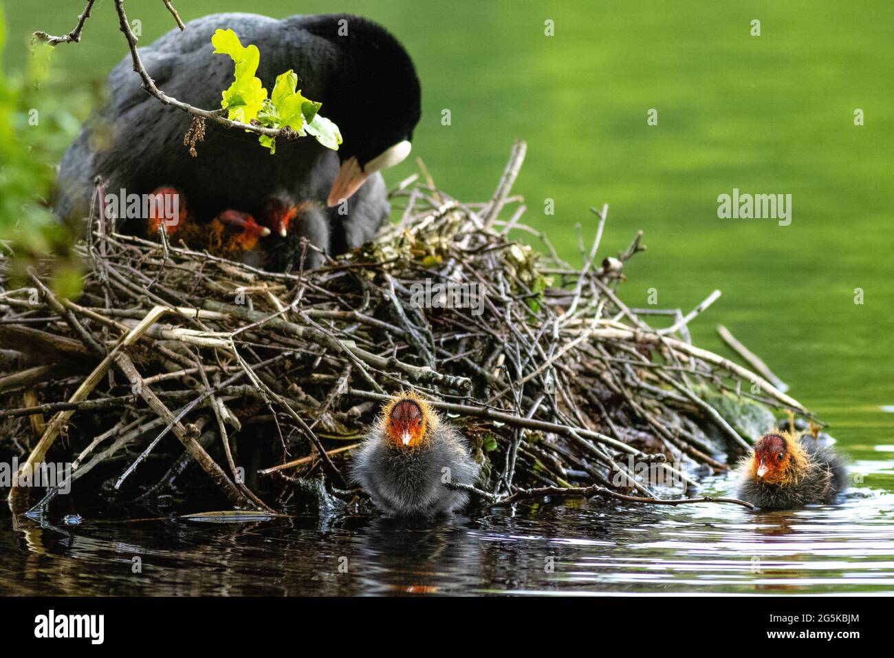 Coot family with mother and chicks at a green lake on a rough nest made ...