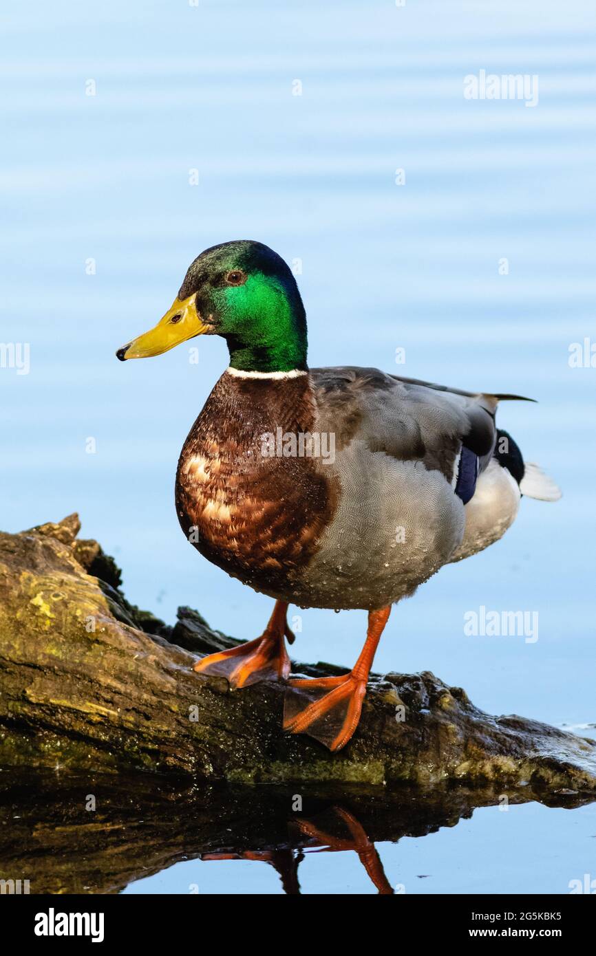 Vertical shot of a cute male mallard duck standing on a log in a bright ...