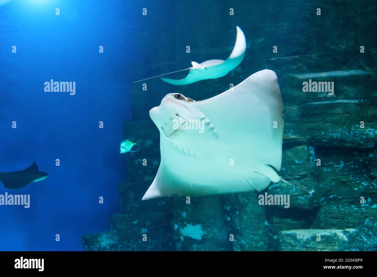 Stingray swims in the warm tropical waters of the Indian Ocean Stock ...